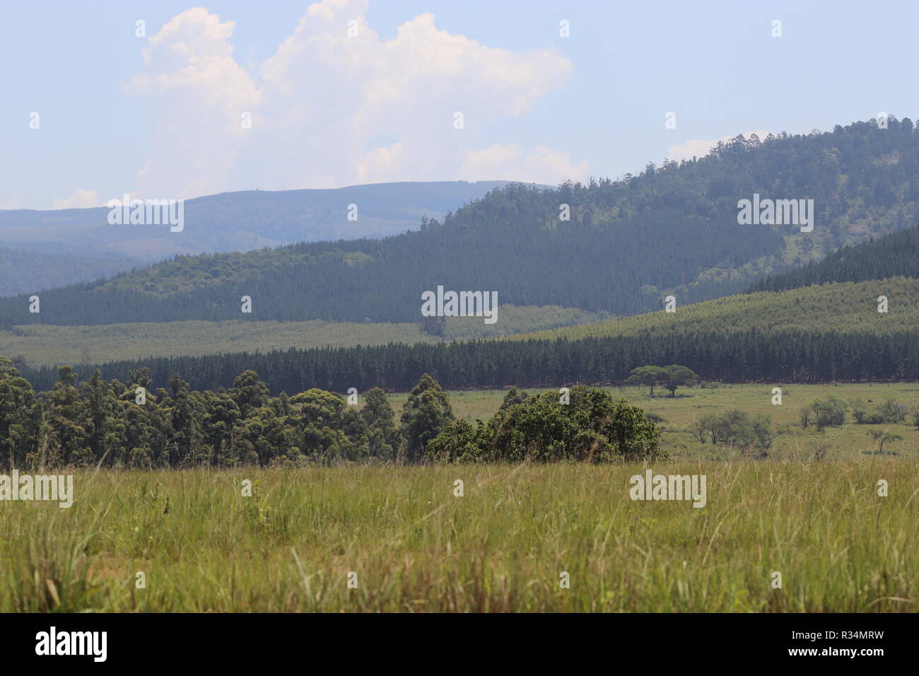 African Vegetation at Mlilwane, Swaziland, Africa Stock Photo - Alamy