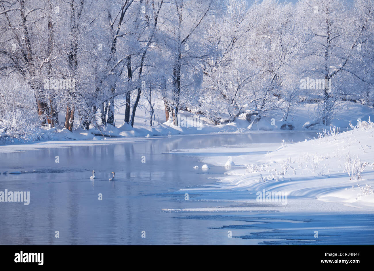 Altai river talitsa reflection willow hi-res stock photography and ...