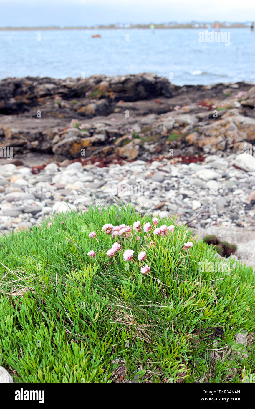Wildlife wild rocks beautiful pink hi-res stock photography and images ...