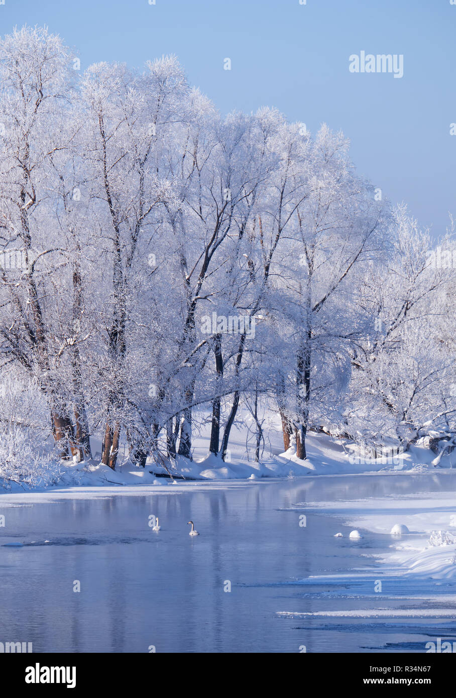 Altai river talitsa reflection willow hi-res stock photography and ...