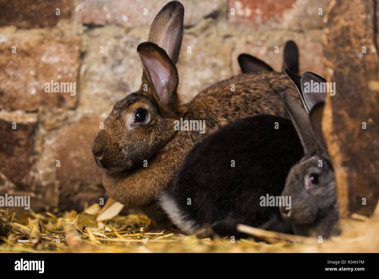 lot of rabbits at the cage on a farm Stock Photo - Alamy