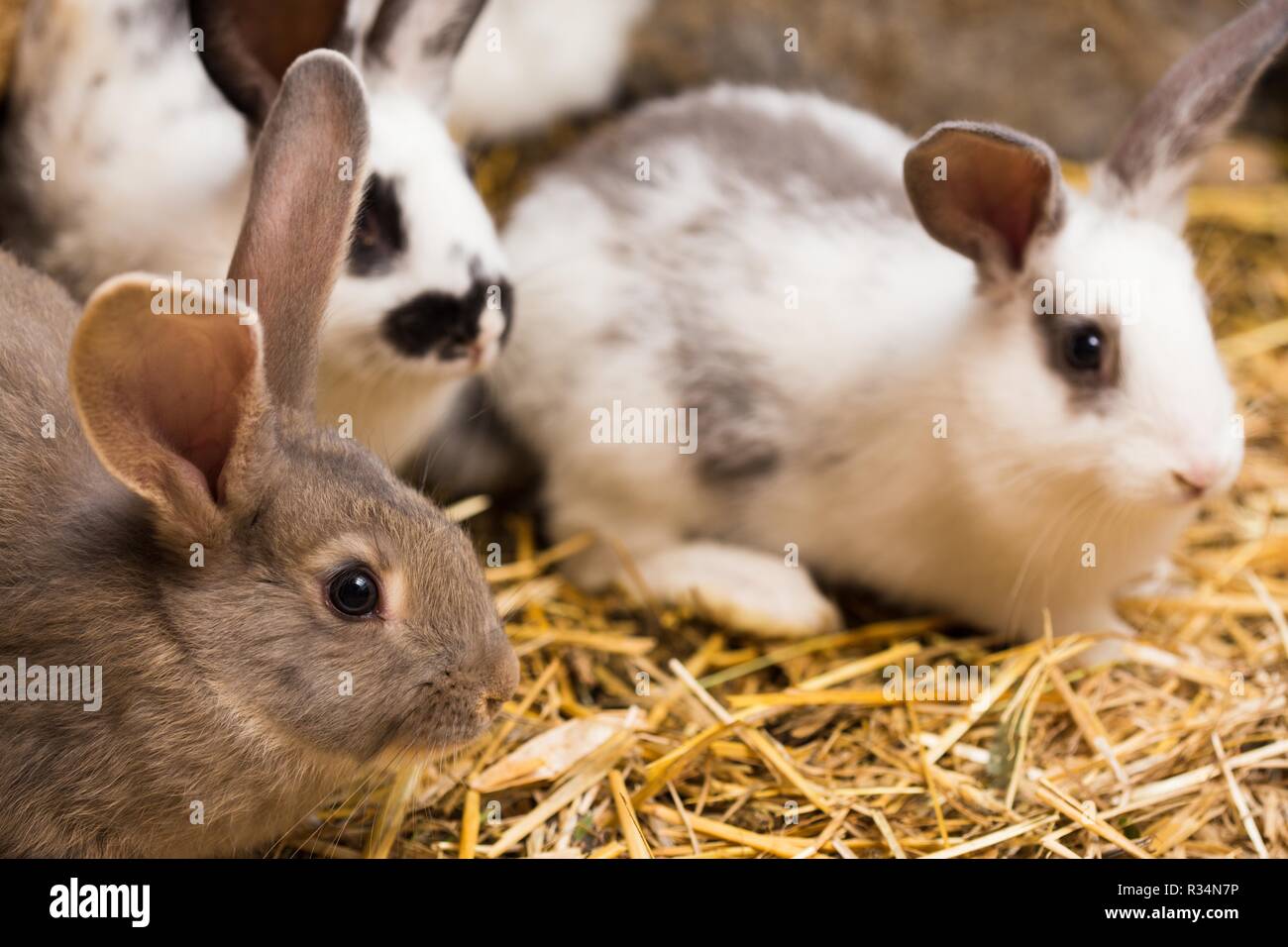 lot of rabbits at the cage on a farm Stock Photo - Alamy