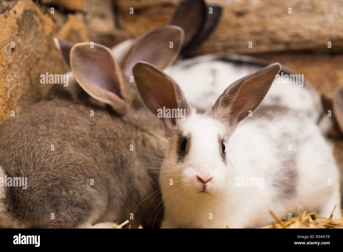 lot of rabbits at the cage on a farm Stock Photo - Alamy