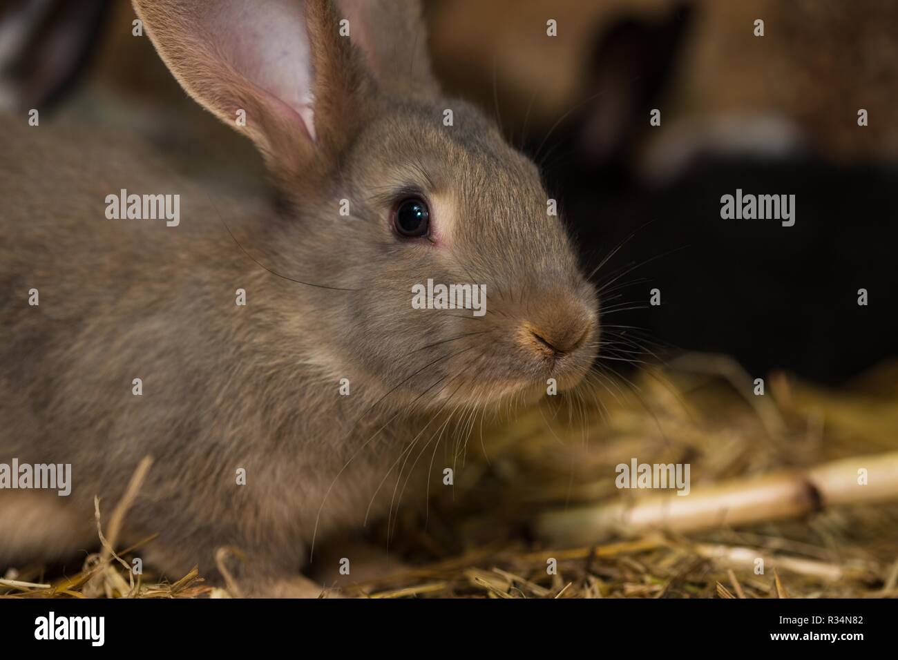 lot of rabbits at the cage on a farm Stock Photo - Alamy