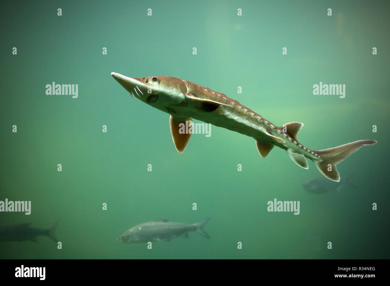 Sturgeon hi-res stock photography and images - Alamy