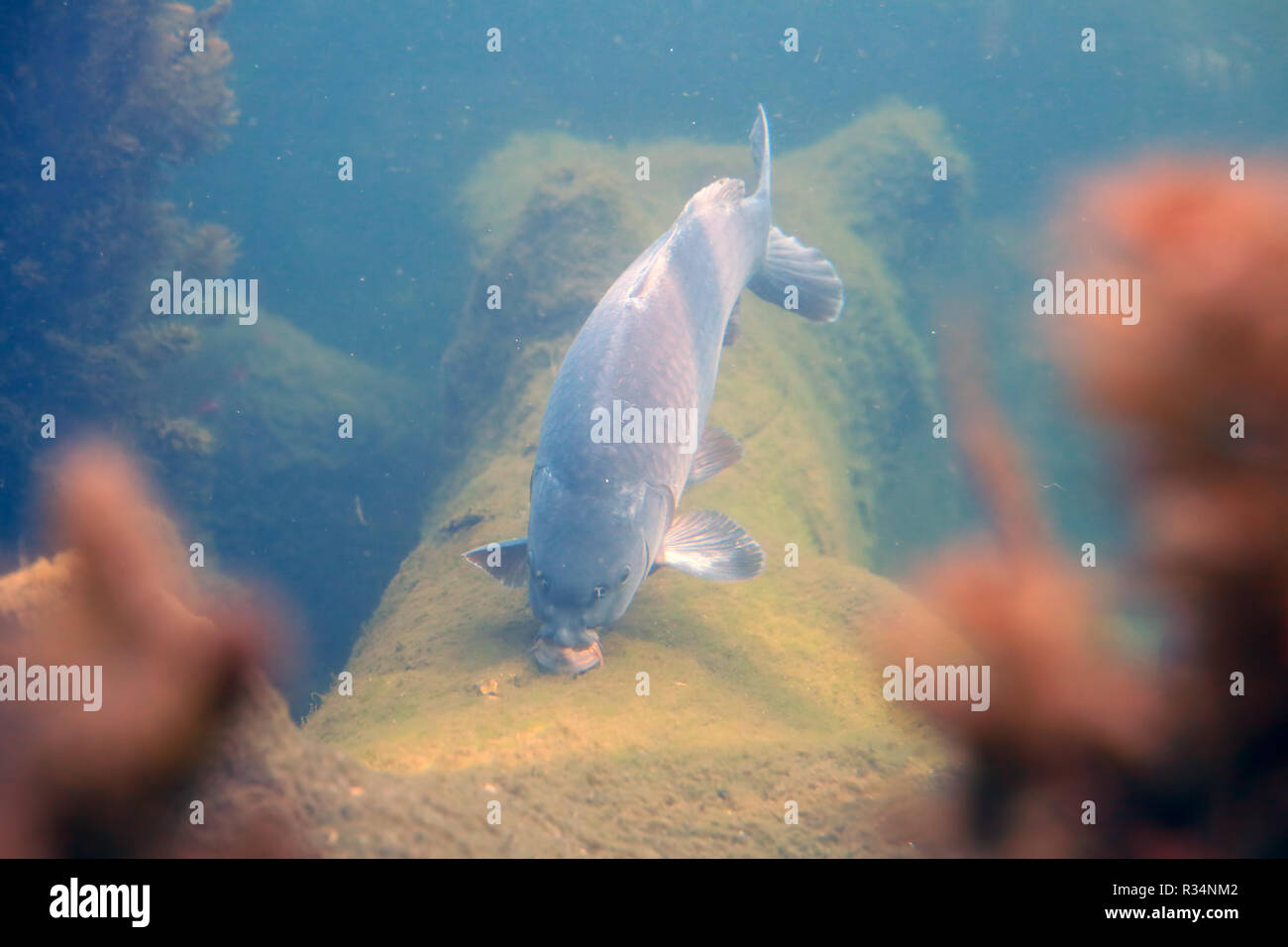 Carp breeding hi-res stock photography and images - Alamy