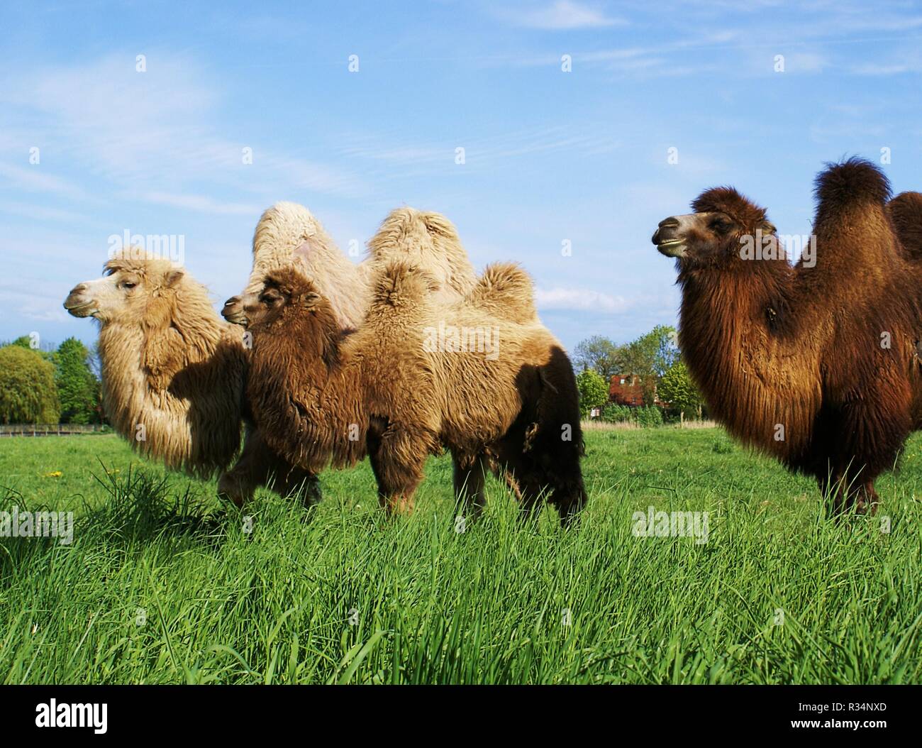 Kamelart High Resolution Stock Photography and Images - Alamy
