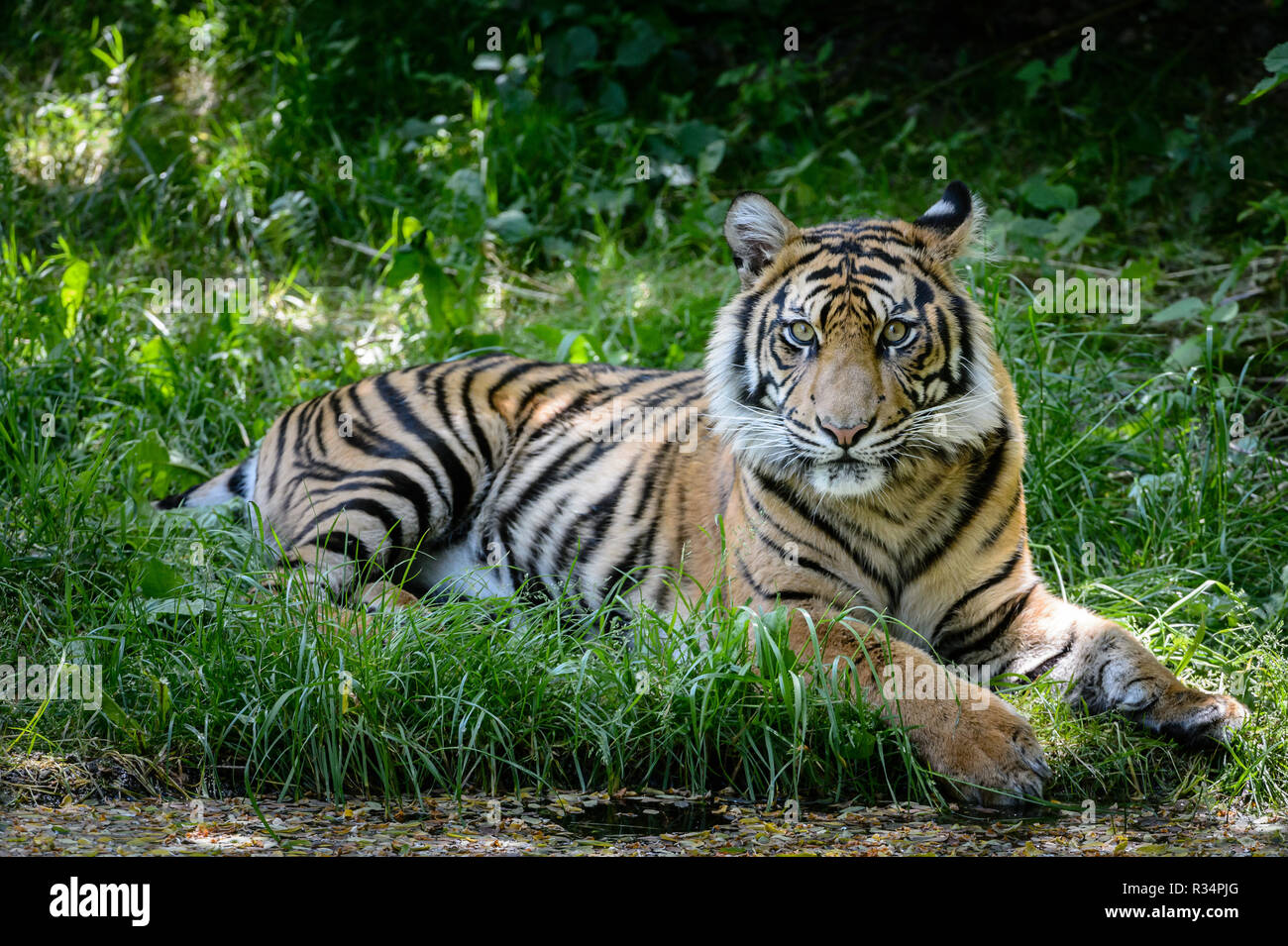 Sumatra tigerfell hi-res stock photography and images - Alamy