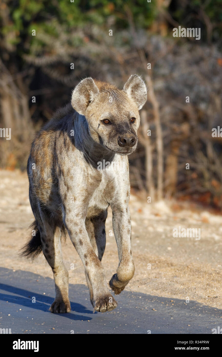 Spotted hyena or Laughing hyena (Crocuta crocuta), adult female running ...