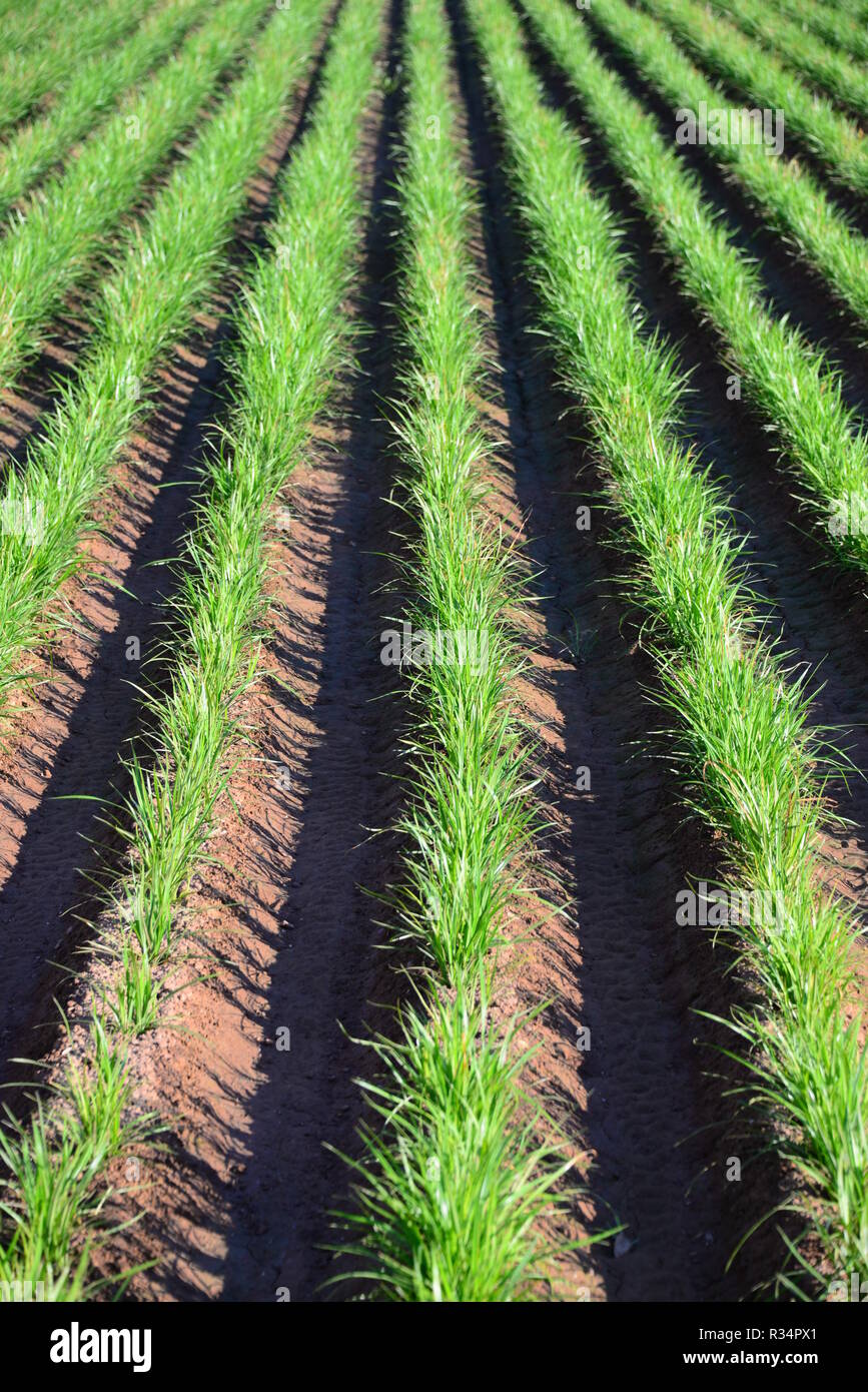 nutsedge,chufa,valencia,spain,on the field Stock Photo - Alamy