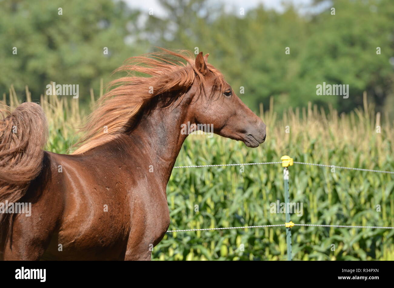 Morgan horse stallion hi-res stock photography and images - Alamy