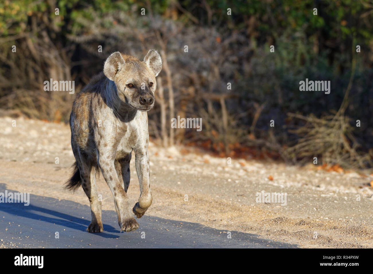 Side view running hyena hi-res stock photography and images - Alamy