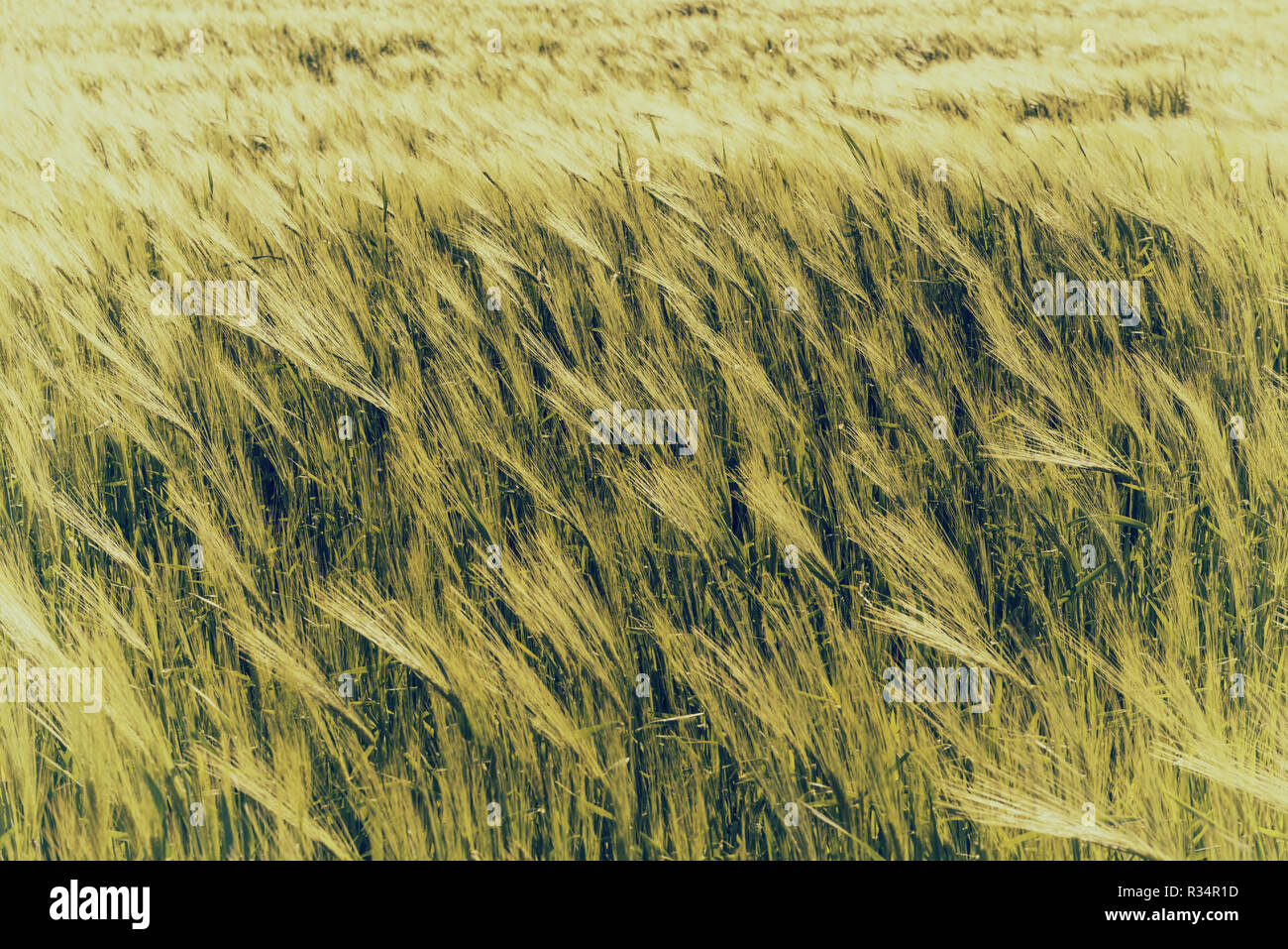 Field of fresh wheat in the wind - natural hipster vintage background ...