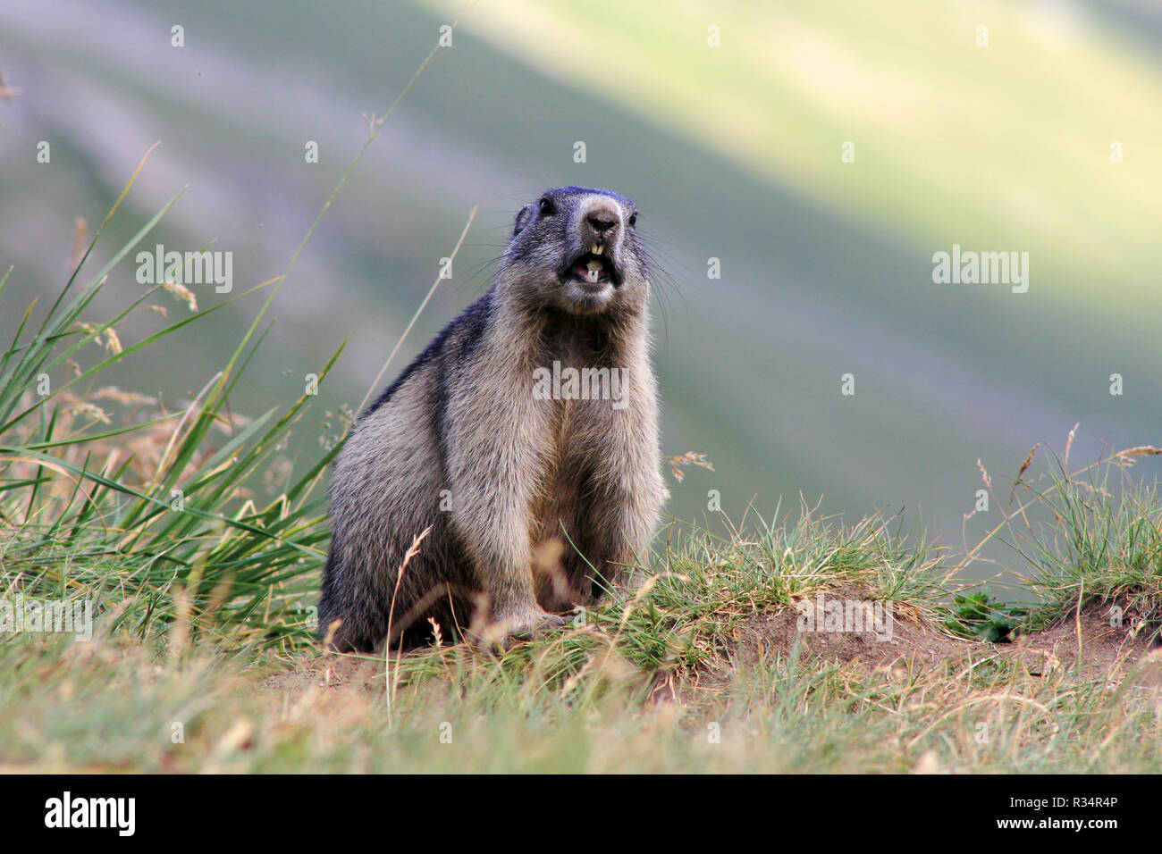 Cute Groundhog Face High Resolution Stock Photography and Images - Alamy