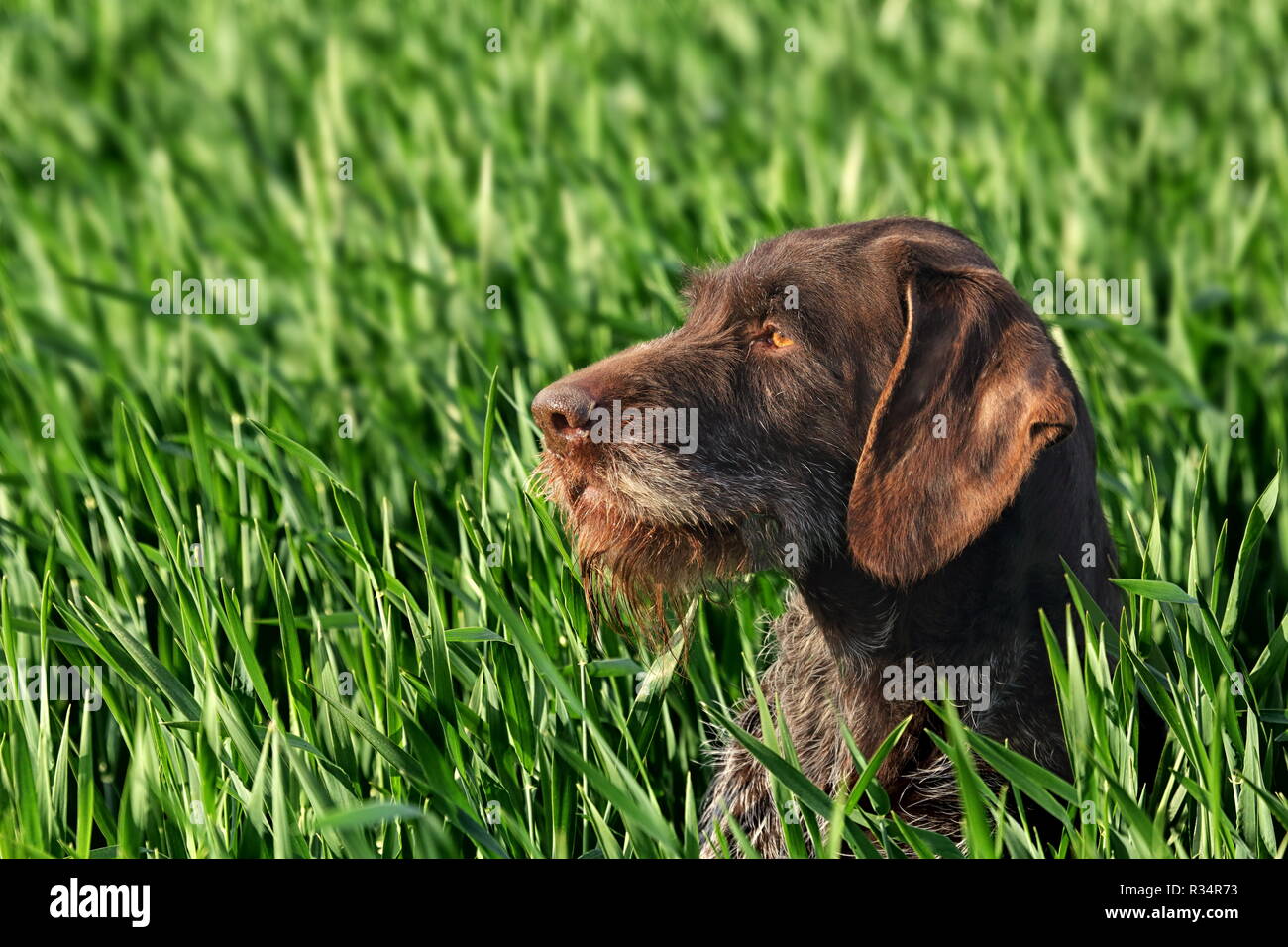 Husbandman hi-res stock photography and images - Alamy