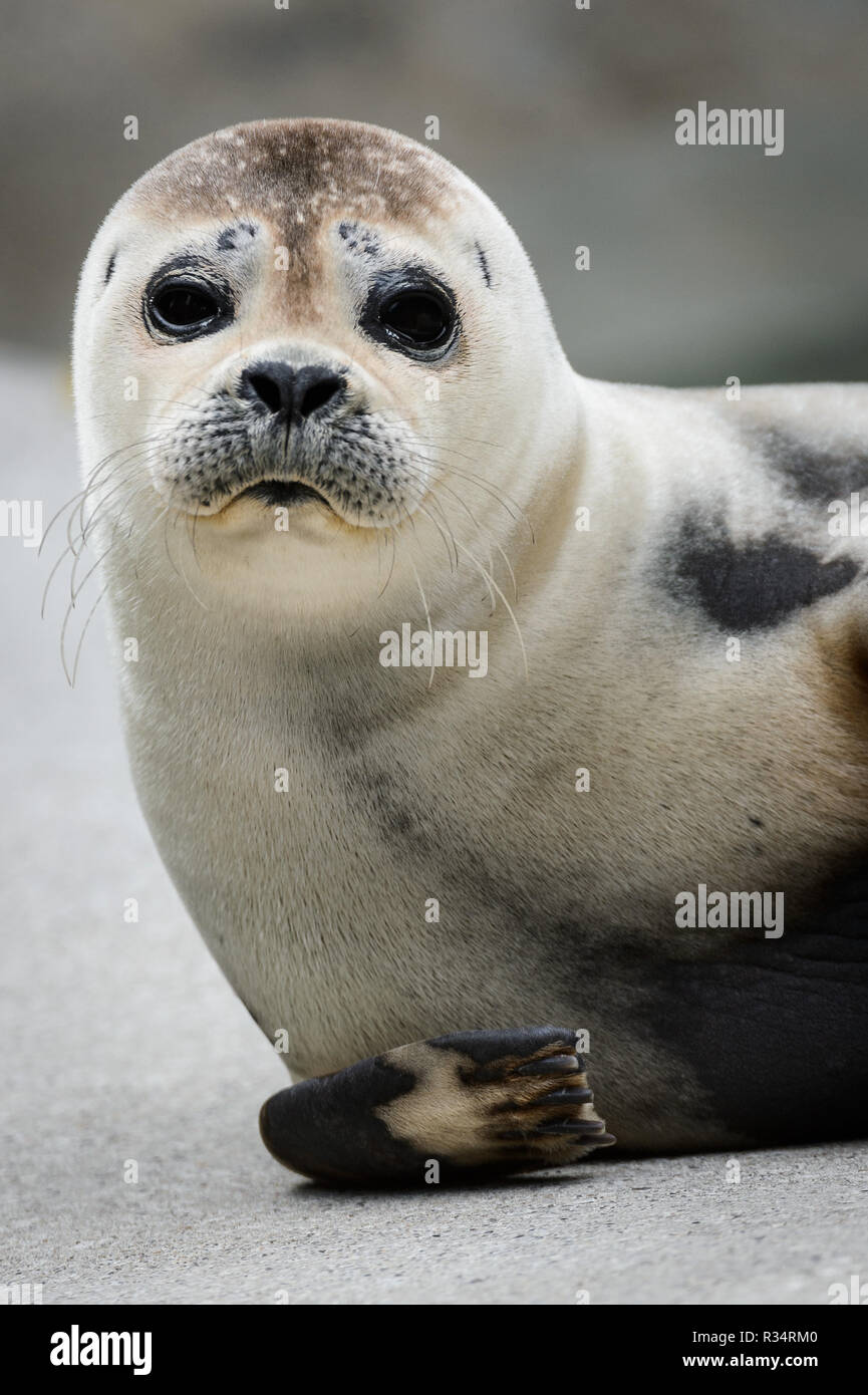 Kindchenschema hi-res stock photography and images - Alamy