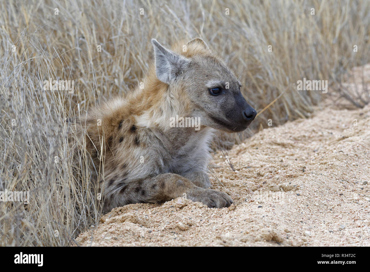Spotted hyena or Laughing hyena (Crocuta crocuta), cub, lying on the ...
