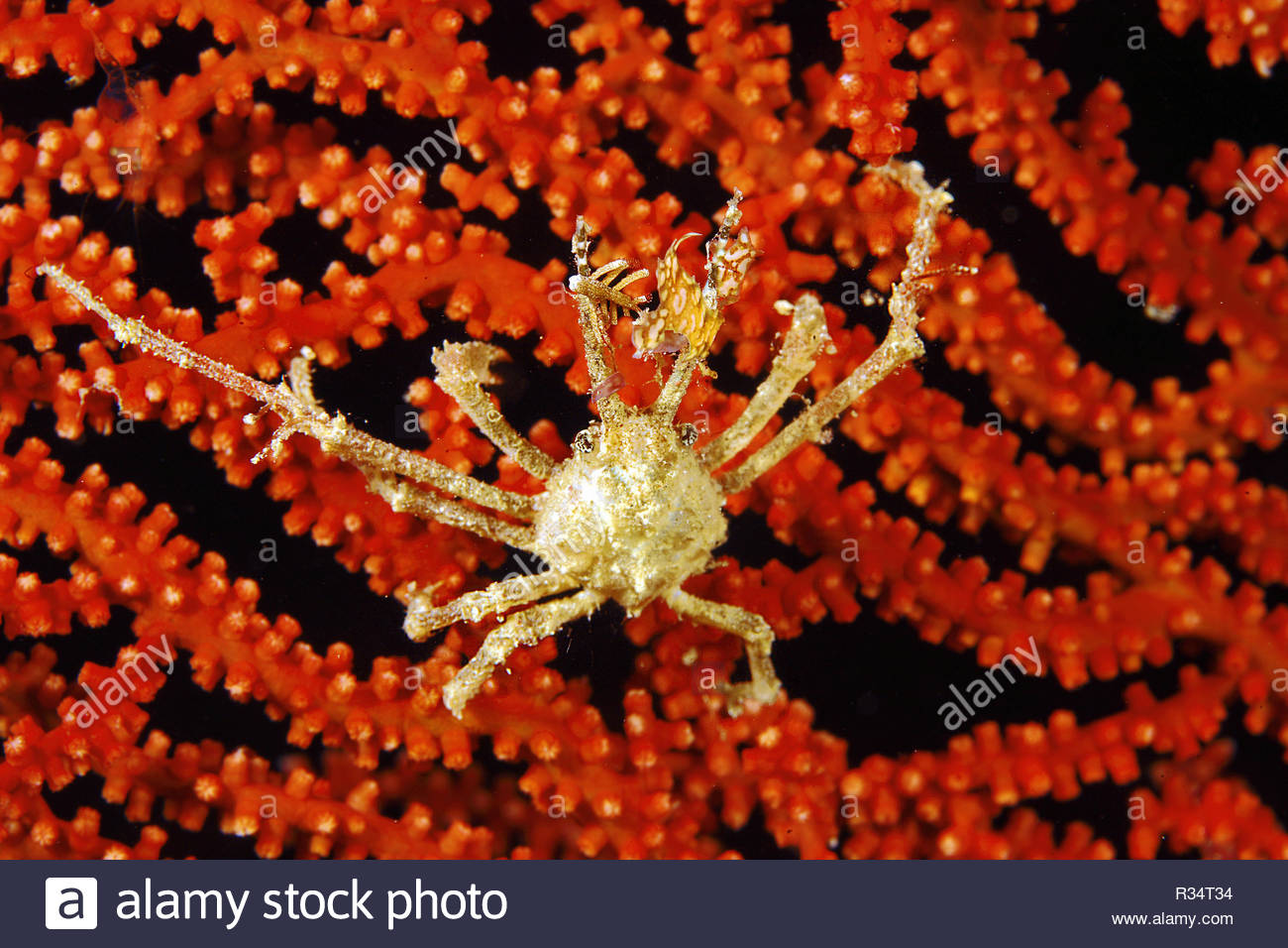 Faecherkoralle Stock Photos & Faecherkoralle Stock Images - Alamy