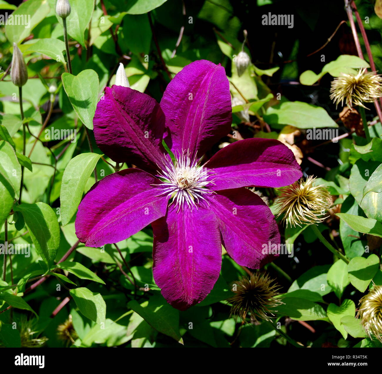 Dra hten hi-res stock photography and images - Alamy