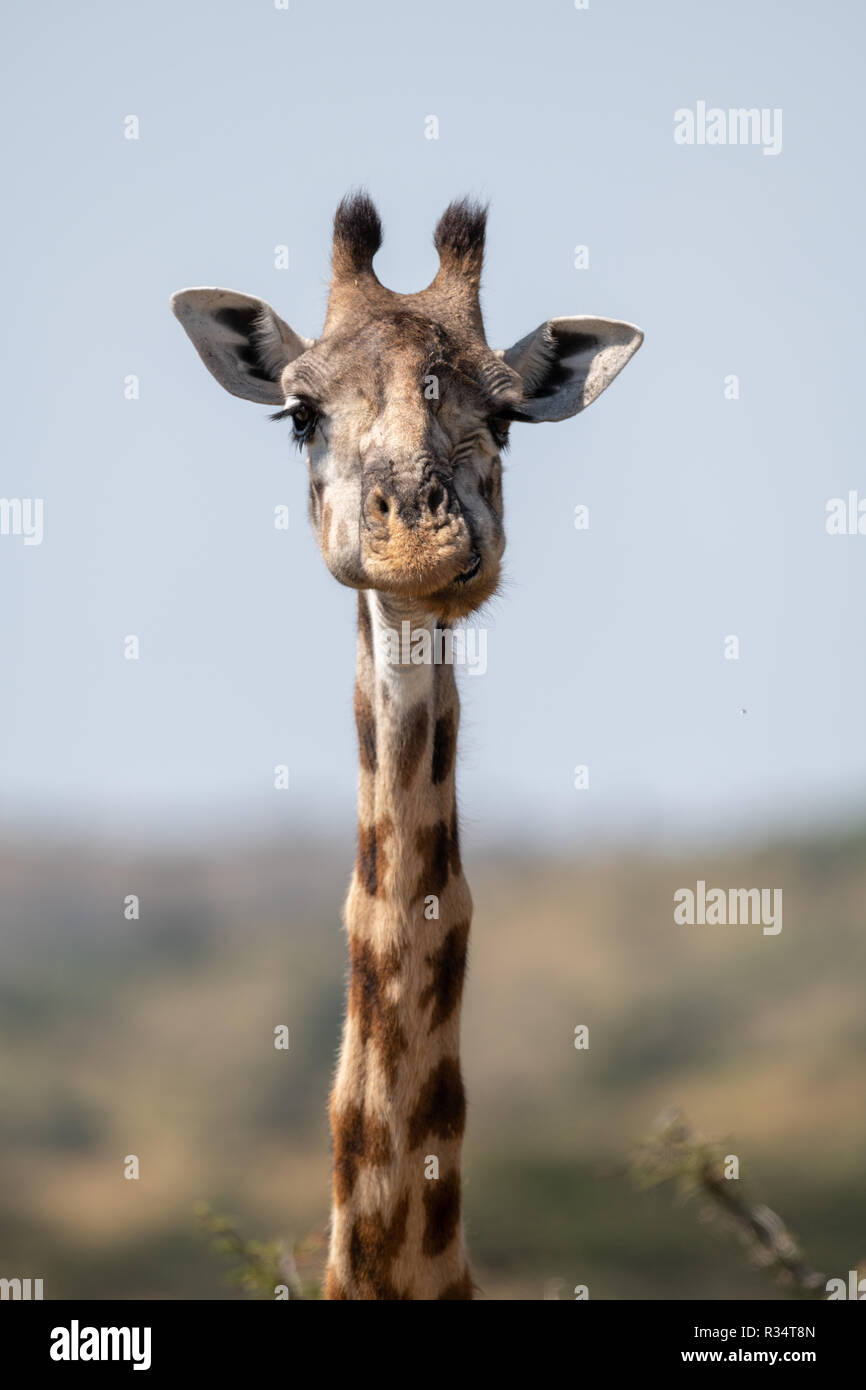 Close-up of Masai giraffe head and neck Stock Photo - Alamy