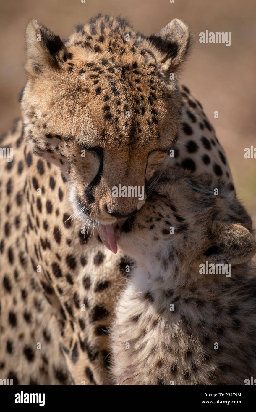 Cheetah cub close up face hi-res stock photography and images - Alamy
