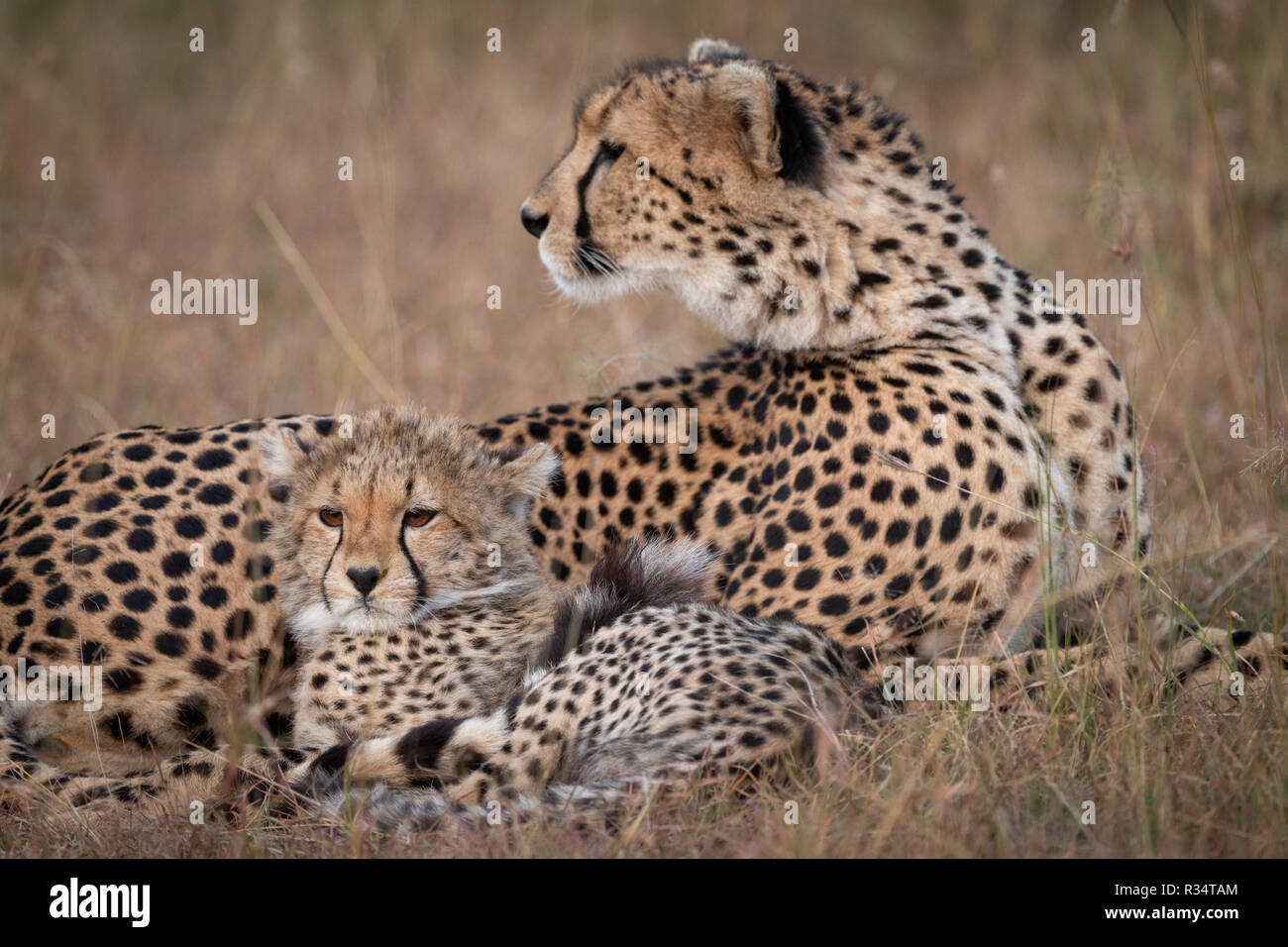 Cheetah looking back hi-res stock photography and images - Alamy