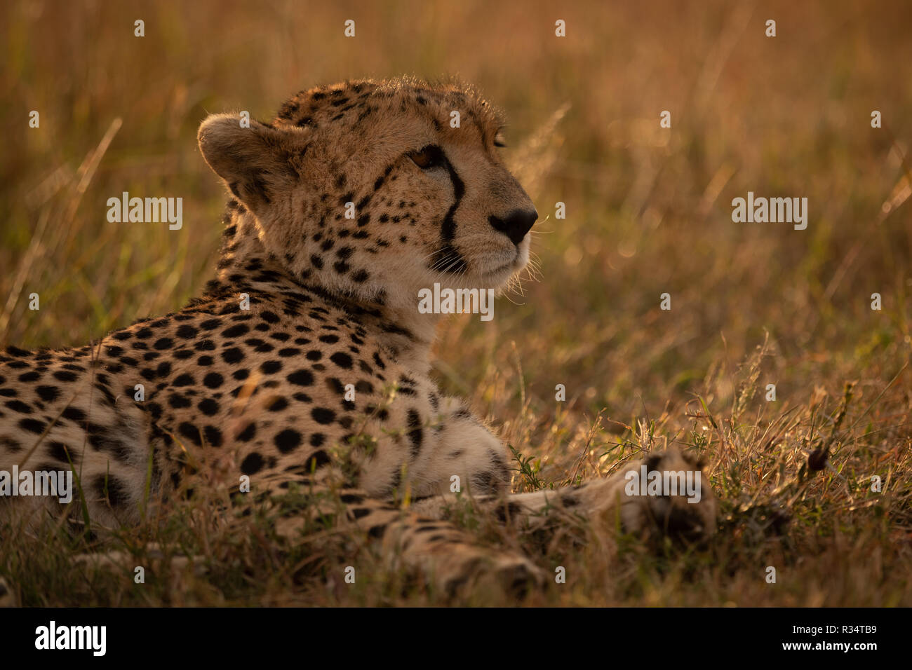 Cheetah in golden light hi-res stock photography and images - Alamy