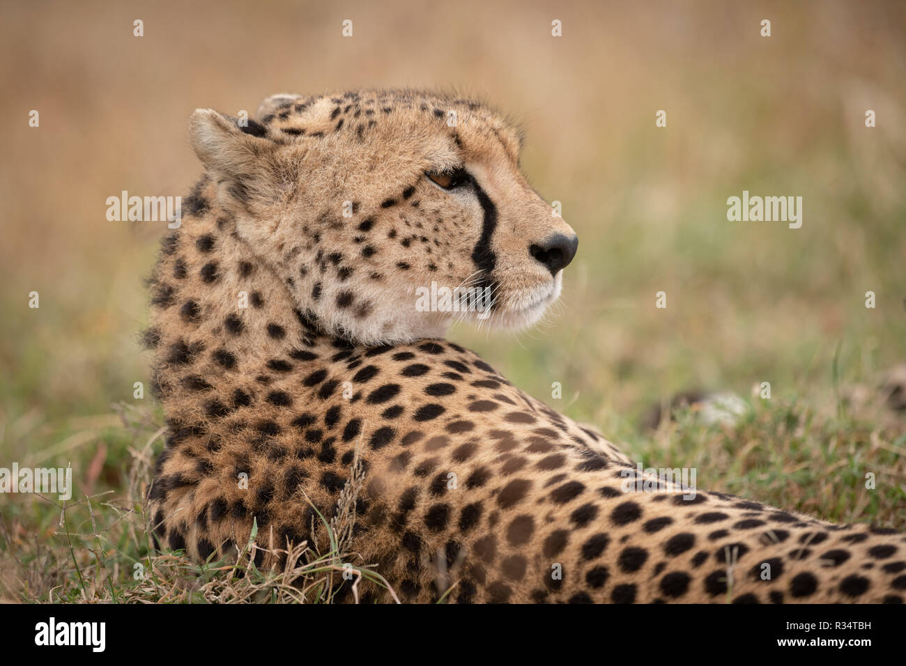 Close-up of cheetah lying with turned head Stock Photo - Alamy