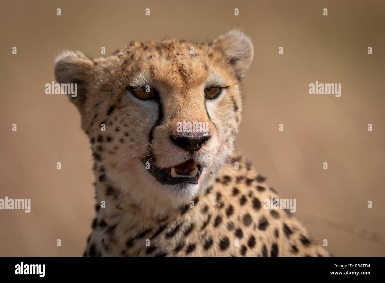 Close-up of cheetah sitting with bloody face Stock Photo - Alamy