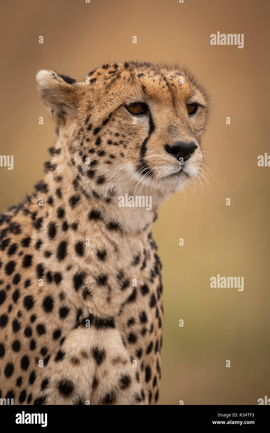 Close up cheetah head mouth hi-res stock photography and images - Alamy