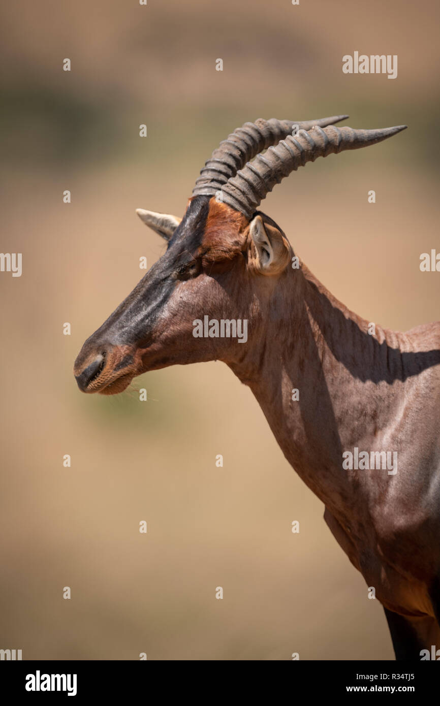 Close-up of male topi head and neck Stock Photo - Alamy