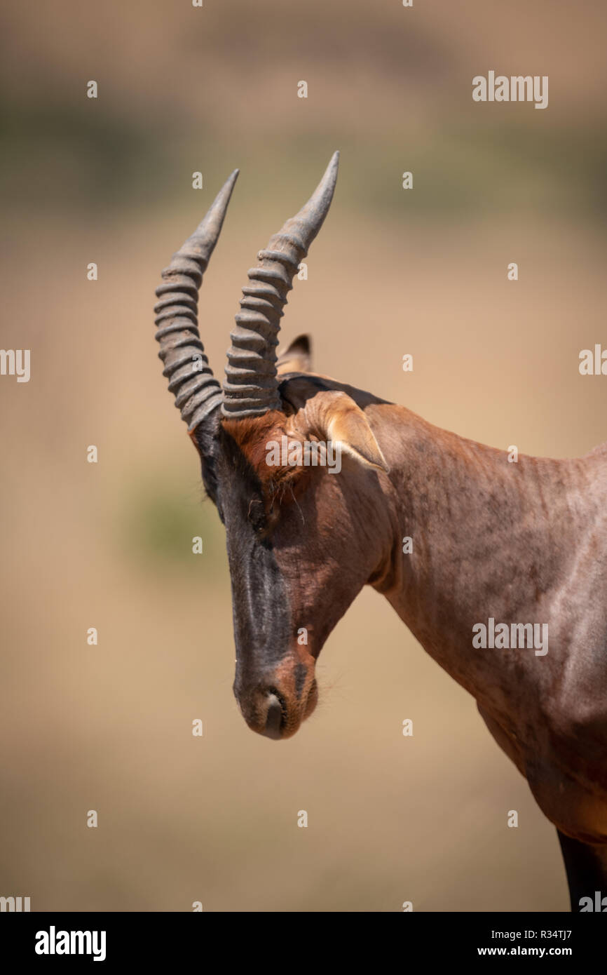 Male topi hi-res stock photography and images - Alamy