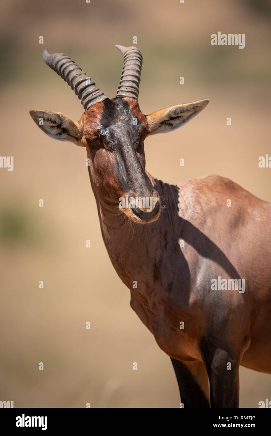 Topi damaliscus lunatus male masai hi-res stock photography and images ...