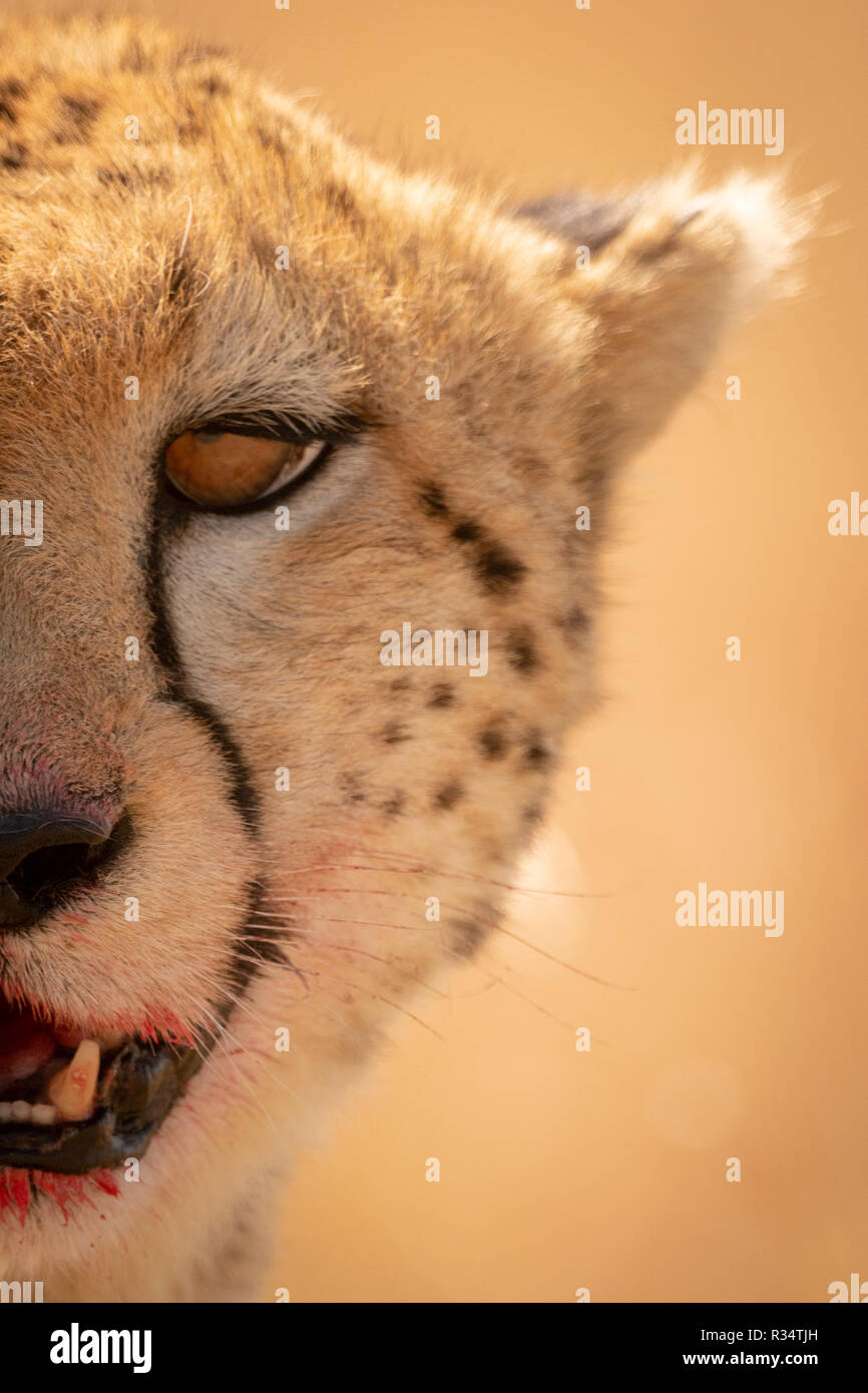Close-up of right half of cheetah face Stock Photo - Alamy