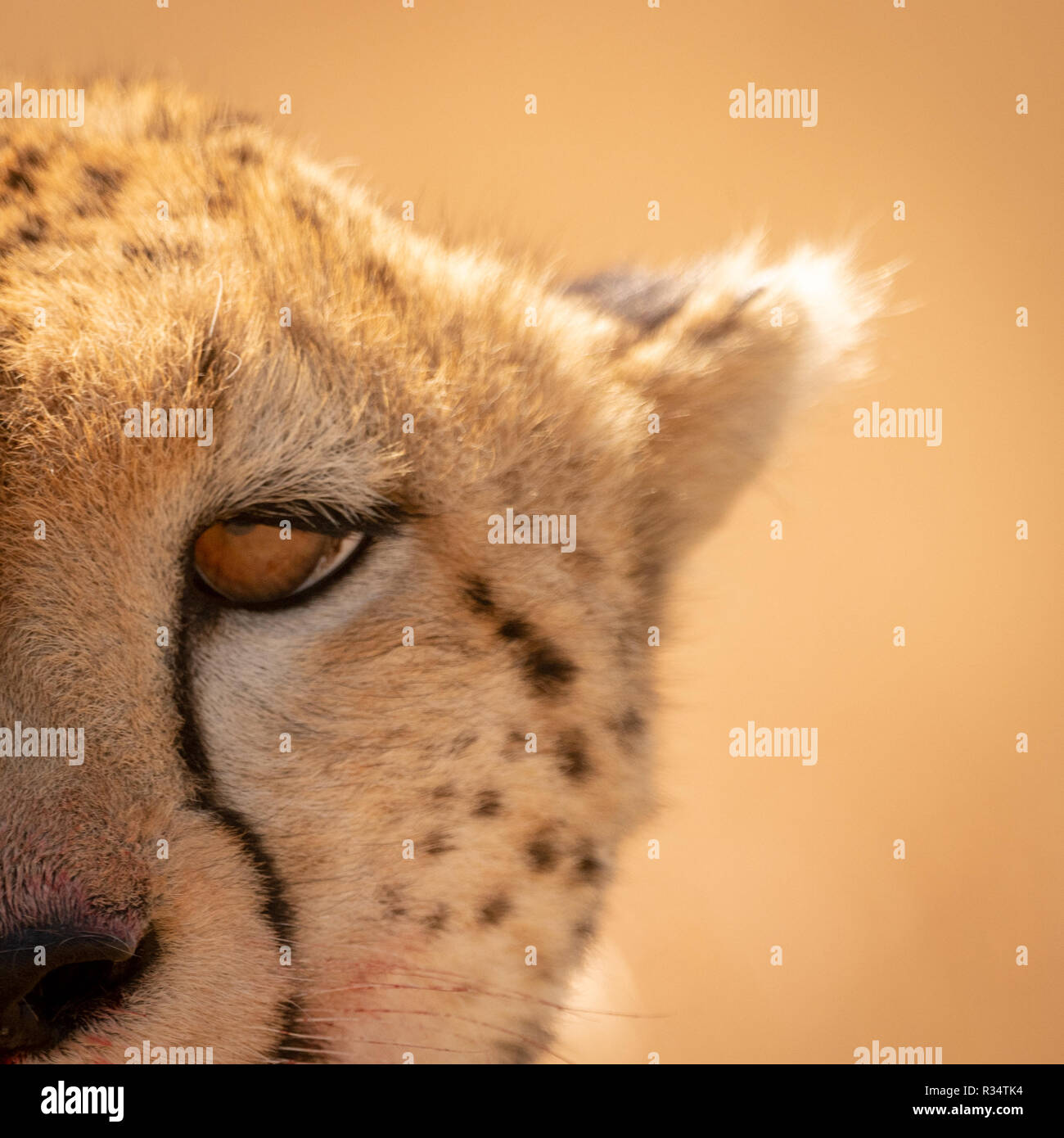 Close-up of top-right quarter of cheetah face Stock Photo - Alamy