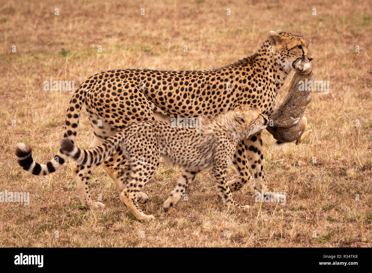 Mammal cheetah animal hare hi-res stock photography and images - Alamy