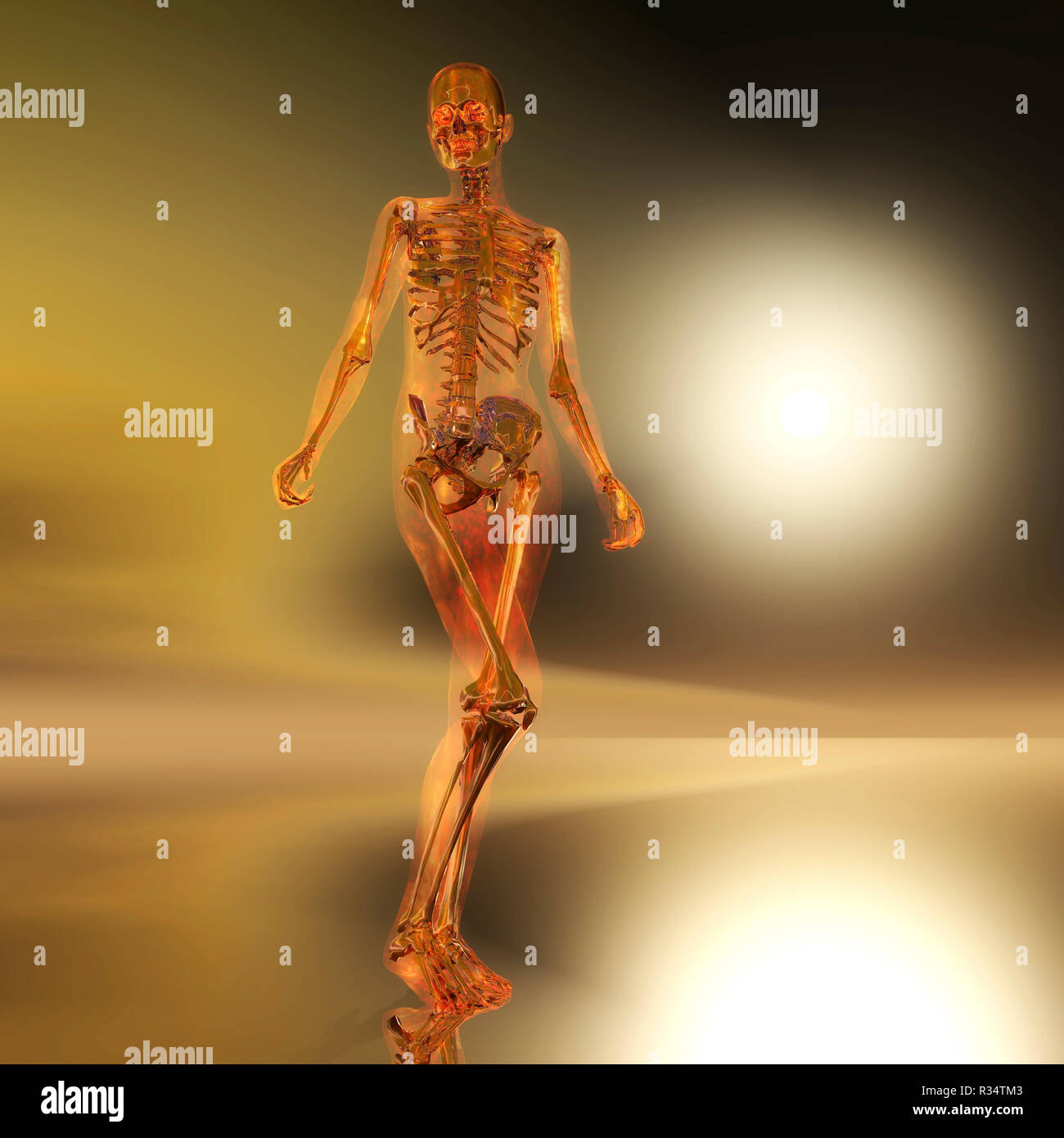 Human skeleton anatomy hi-res stock photography and images - Alamy