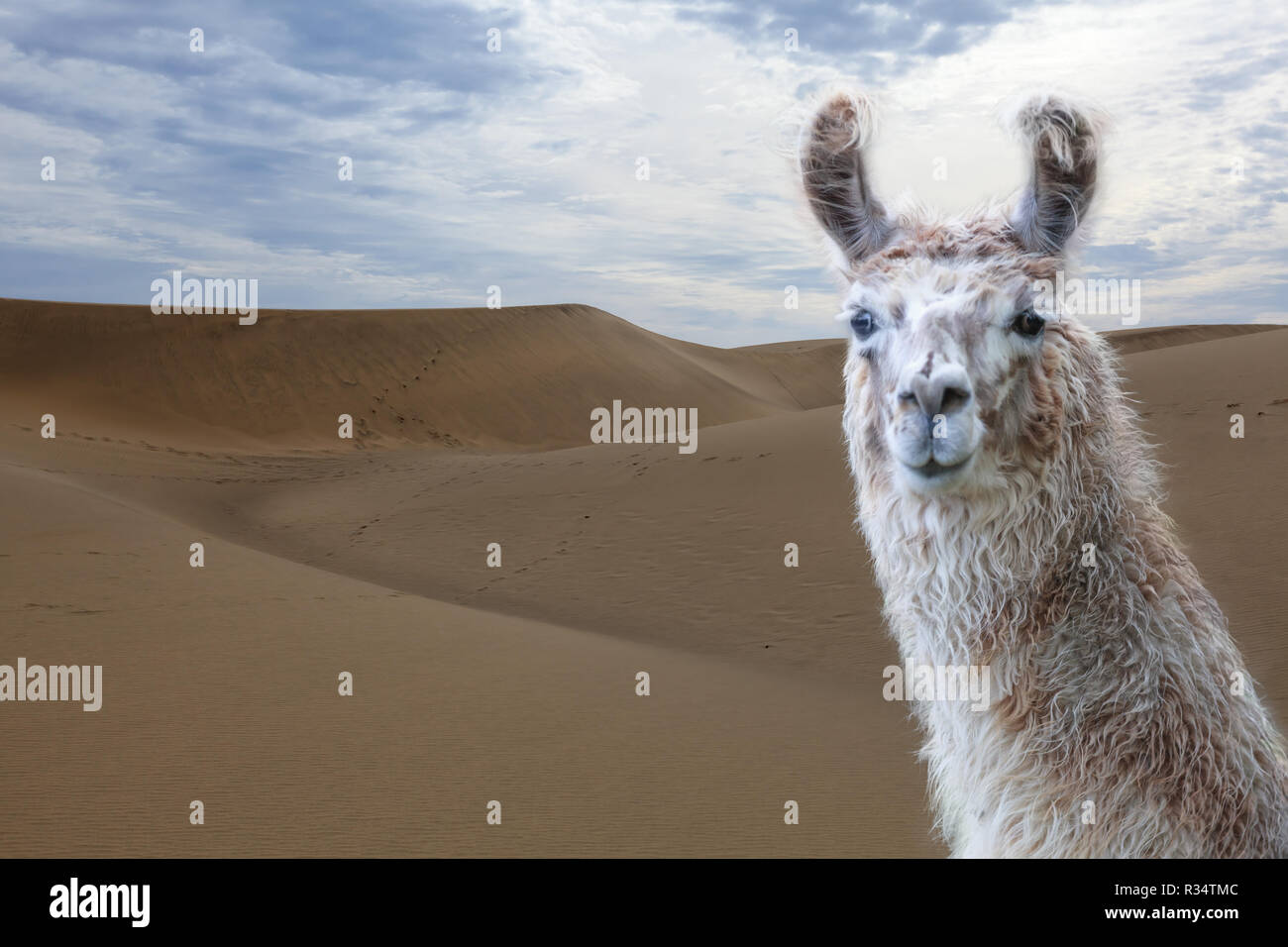 Carry summer holidays hi-res stock photography and images - Alamy