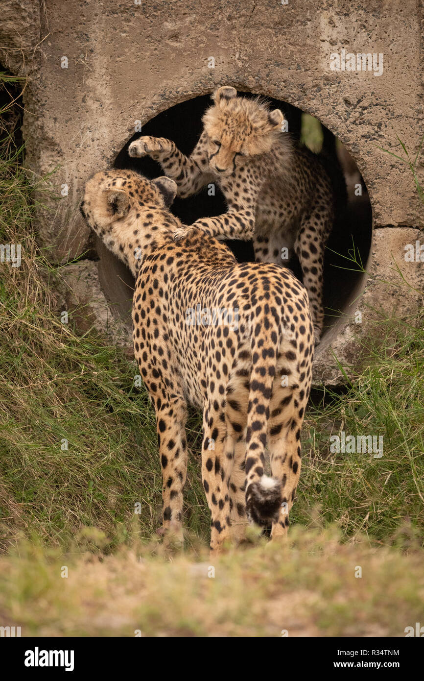 Cub jumps on cheetah from concrete pipe Stock Photo - Alamy