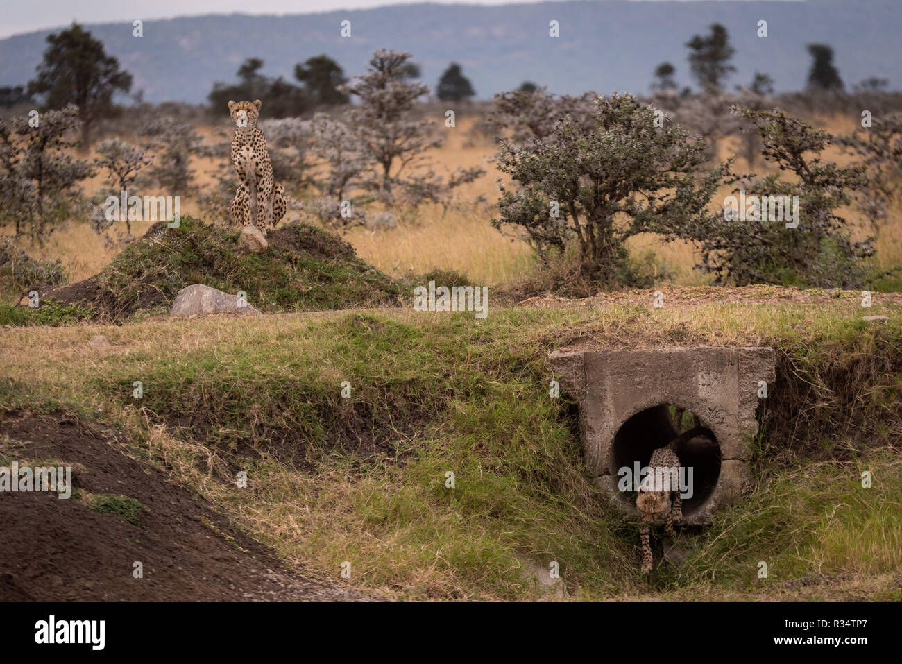 Cub leaves concrete pipe guarded by cheetah Stock Photo - Alamy