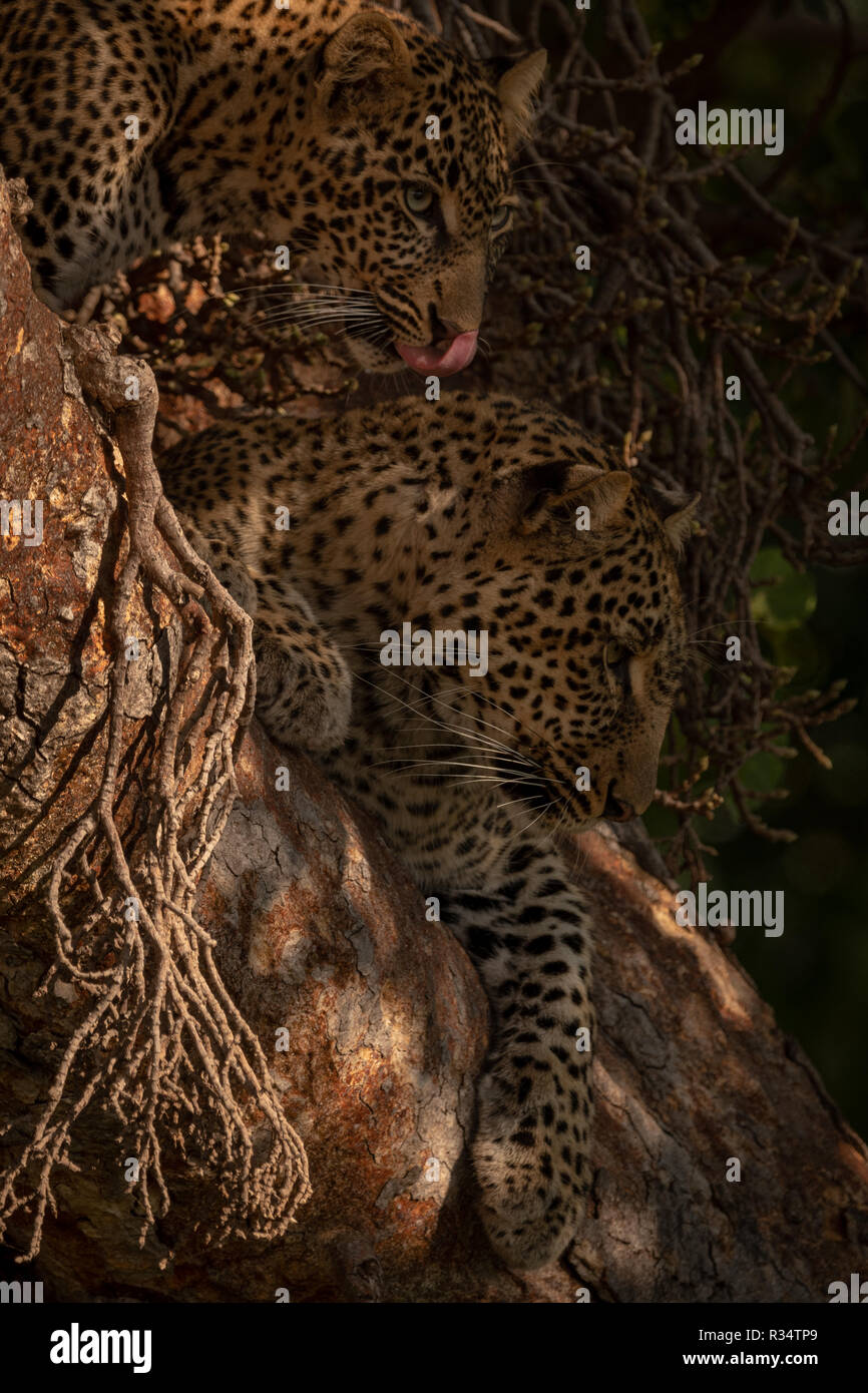Cub licks lips beside leopard in tree Stock Photo - Alamy