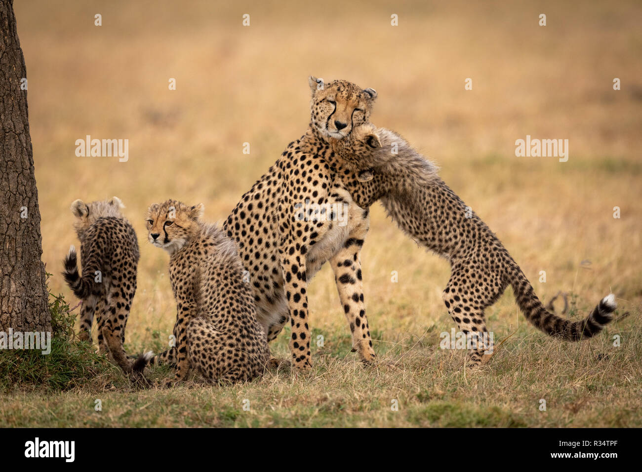 Cub nuzzles cheetah on grass beside siblings Stock Photo - Alamy