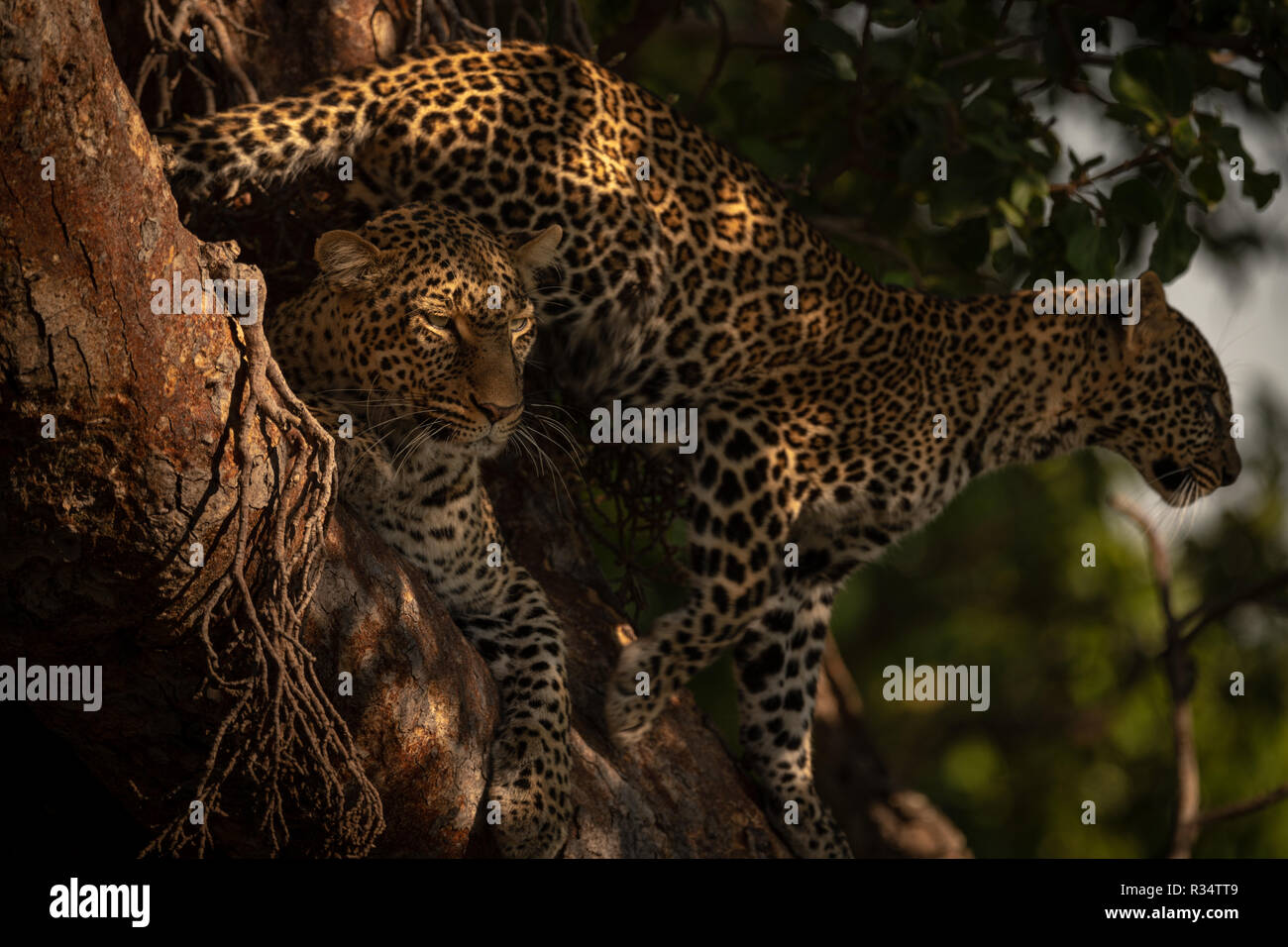 Cub stands behind leopard lying in branches Stock Photo - Alamy