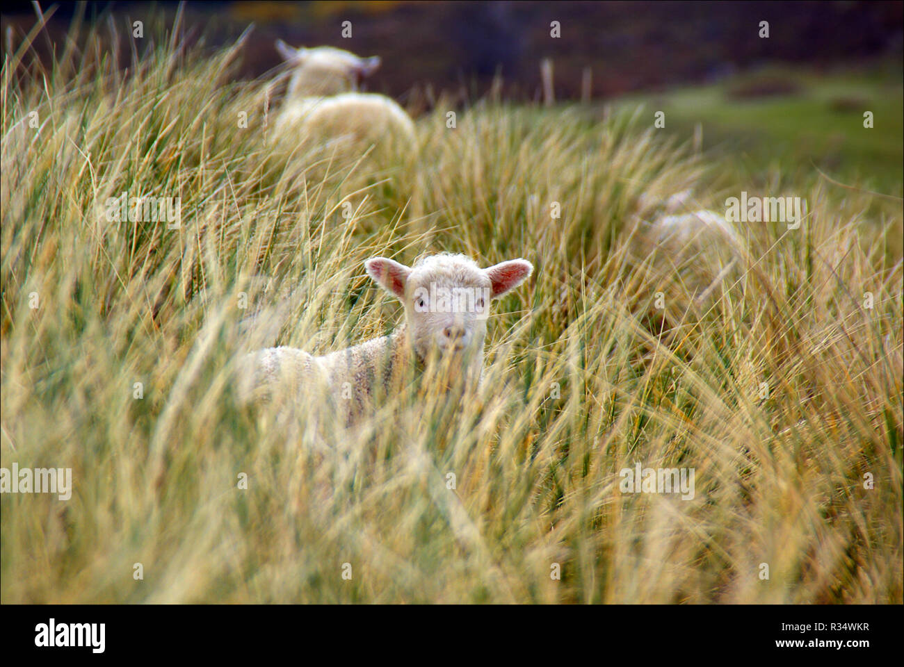 Lambs jumping hi-res stock photography and images - Alamy