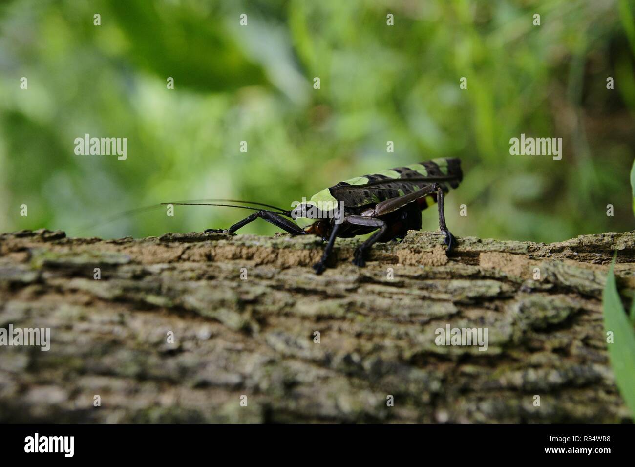 Strange Asian insects Stock Photo - Alamy
