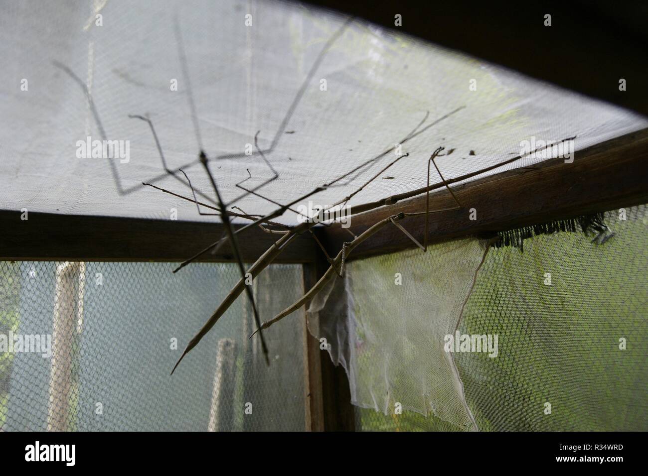 Strange Asian insects Stock Photo - Alamy