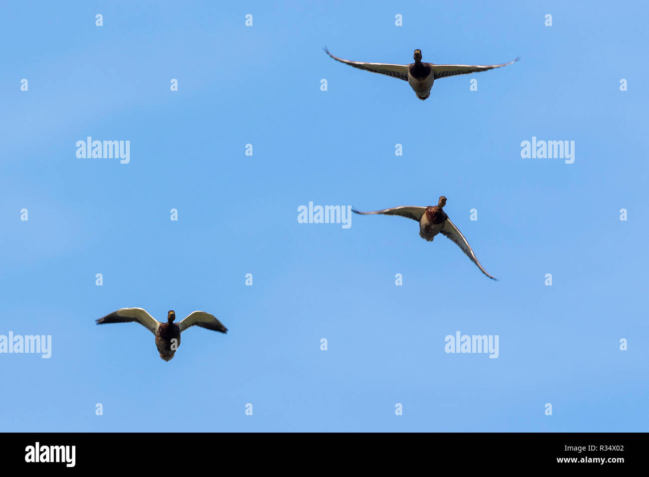 Crna Mlaka, Croatia Stock Photo - Alamy