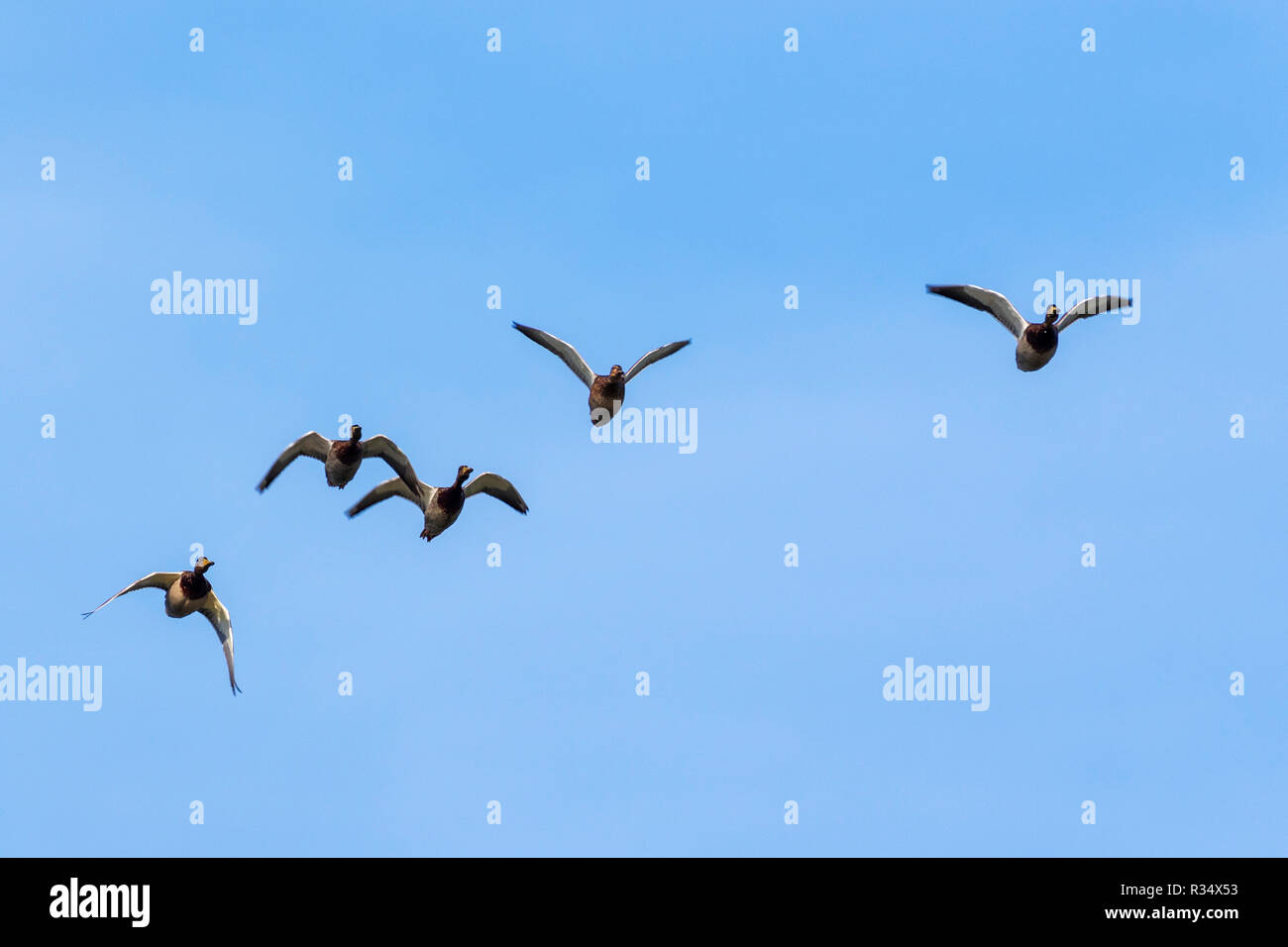 Crna Mlaka, Croatia Stock Photo - Alamy