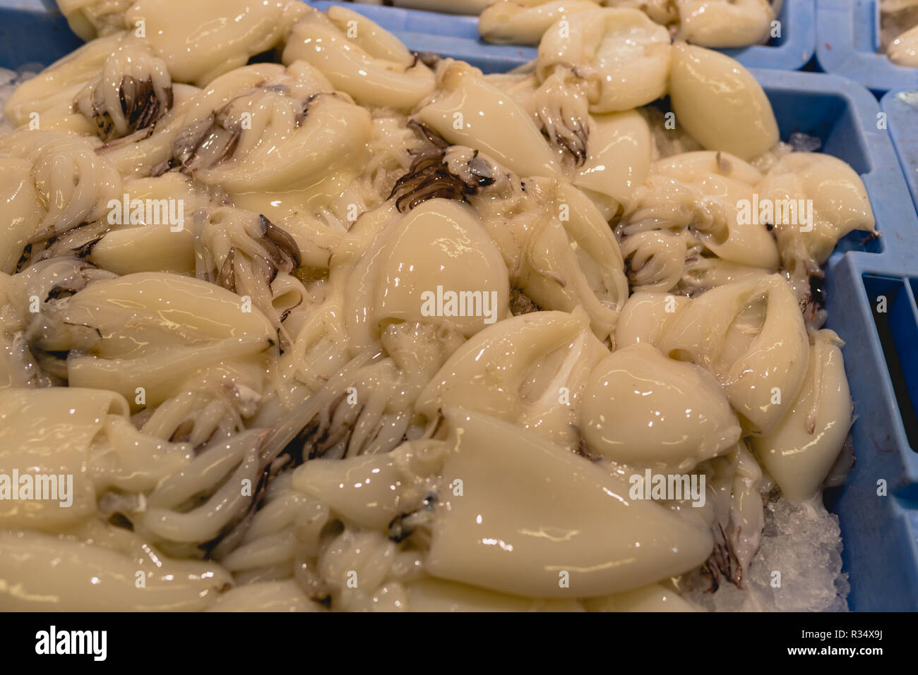 Inkfish hi-res stock photography and images - Alamy