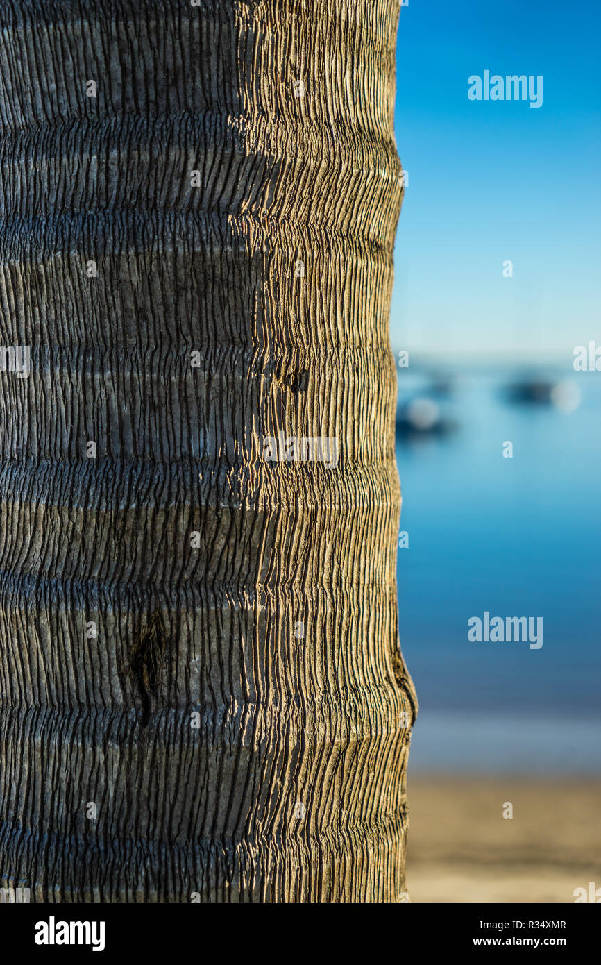 Tree trunk closeup texture against sea background Stock Photo - Alamy